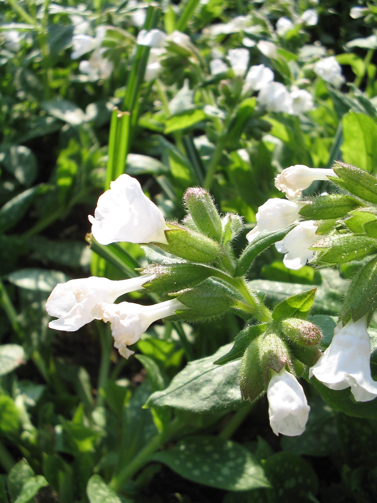 Pulmonaria angustifolia 'Sissinghurst White' - Longkruid - De Tuinen ...