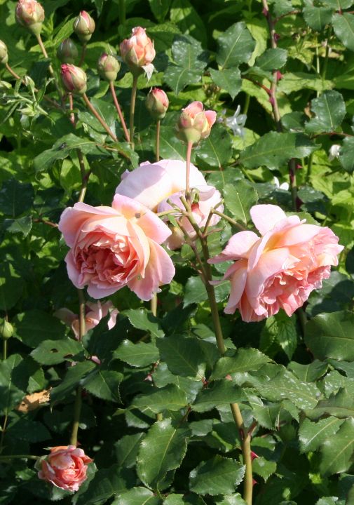 Rosa 'Claire Rose' - Bourbonroos | De Tuinen van Appeltern