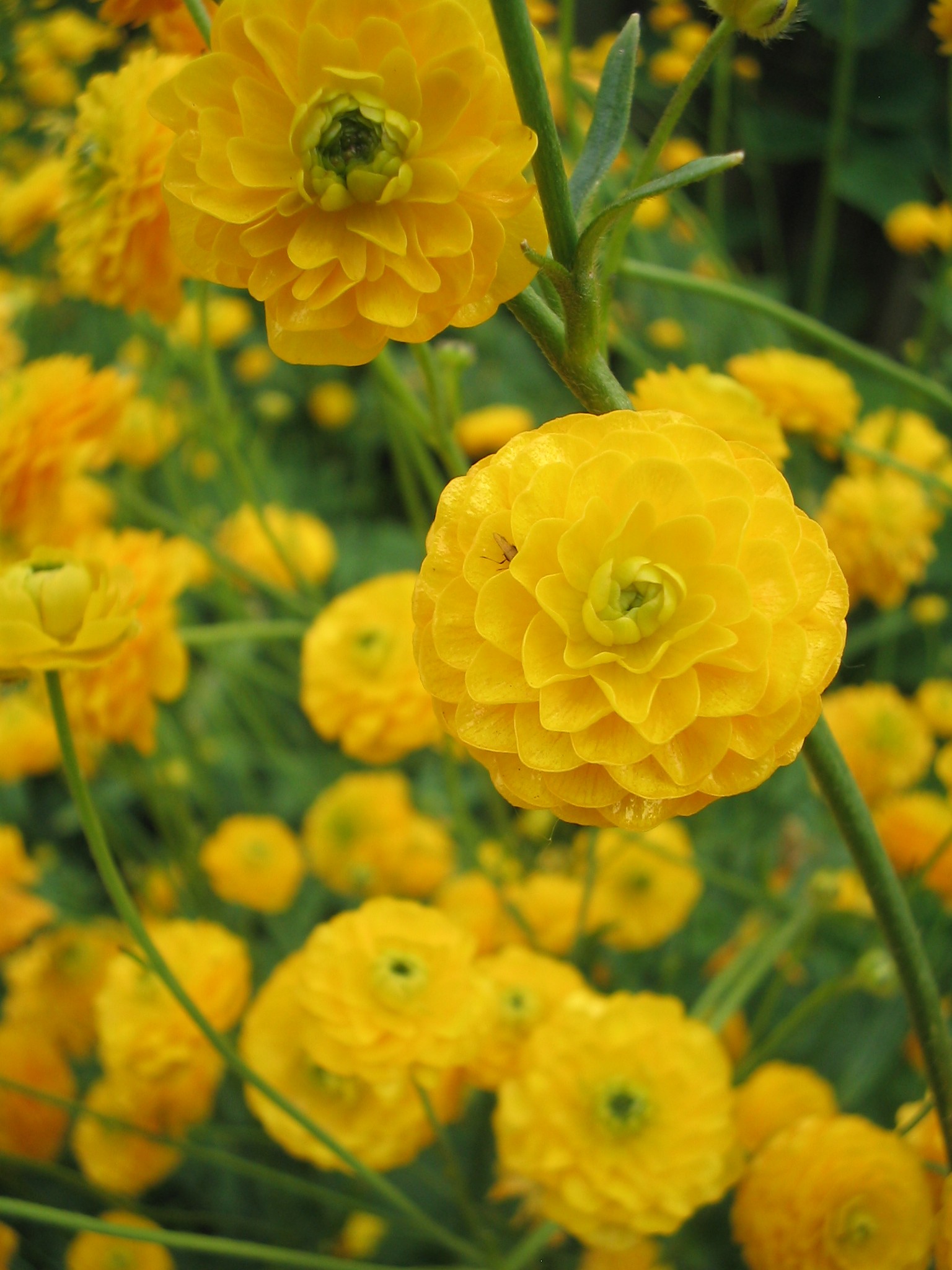 Ranunculus acris 'Multiplex' - Scherpe boterbloem - De Tuinen van Appeltern