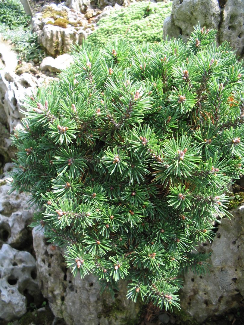 Pinus mugo 'Minimops' - Pijnboom, dwergden | De Tuinen van Appeltern