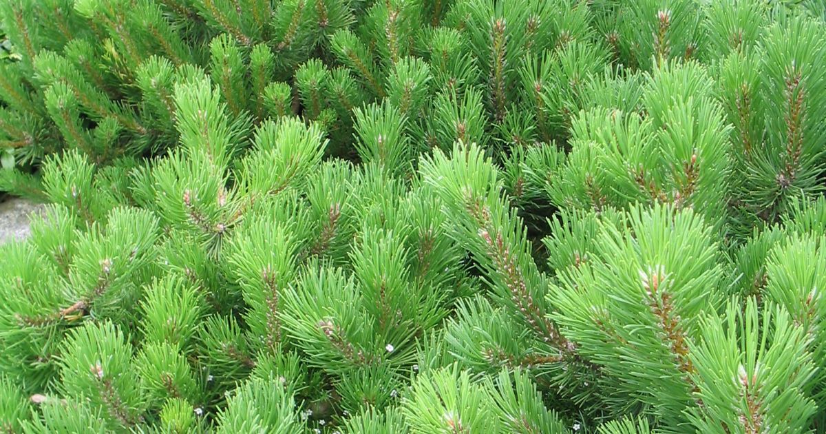 Pinus mugo 'Sherwood Compact'- Pijnboom, dwergden | De Tuinen van Appeltern