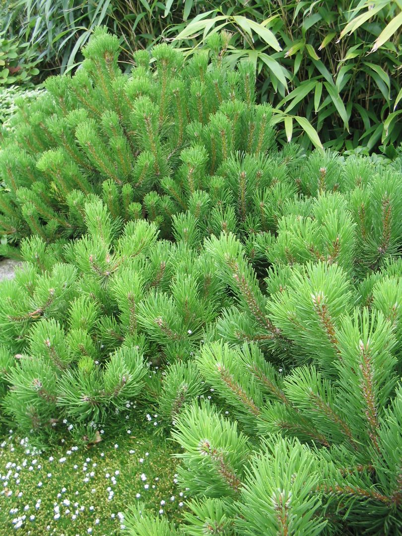 Pinus mugo 'Sherwood Compact'- Pijnboom, dwergden | De Tuinen van Appeltern