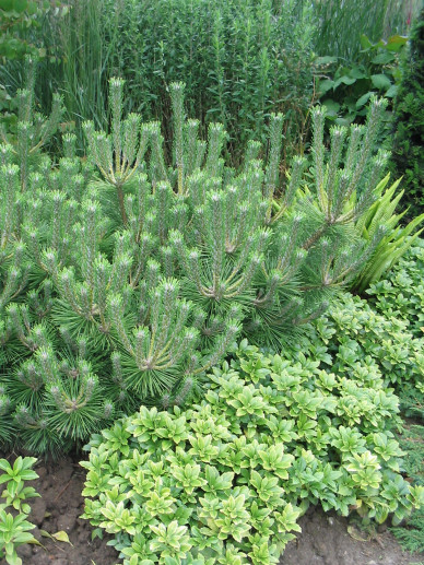 Pinus thunbergii - Pijnboom | De Tuinen van Appeltern
