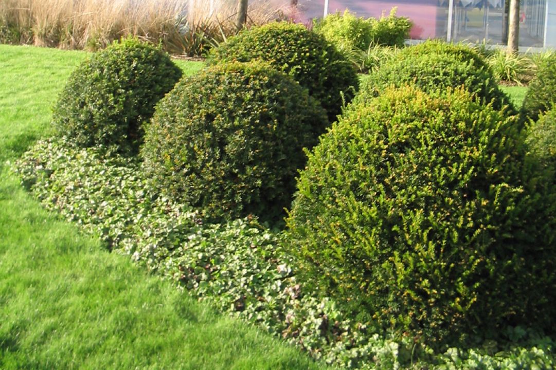 Taxus baccata - Venijnboom | De Tuinen van Appeltern