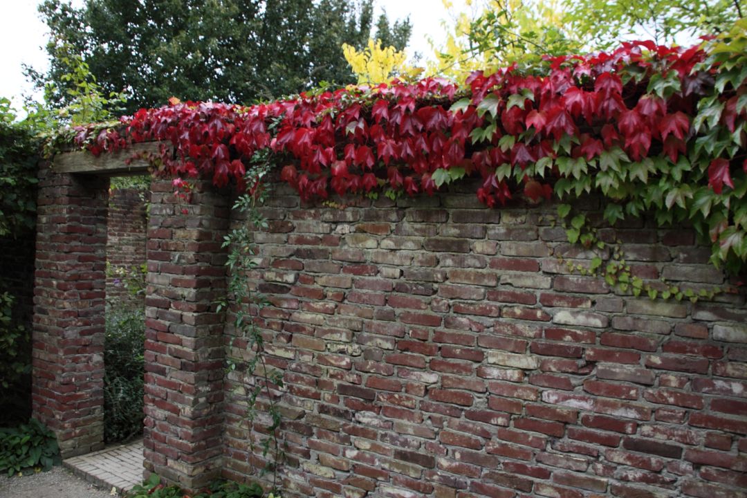 Parthenocissus tricuspidata 'Veitchii Robusta' - Oosterse wingerd ...
