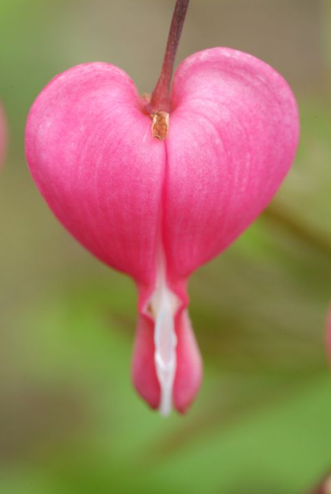Dicentra spectabilis - Tranend of gebroken hartje | De Tuinen van Appeltern