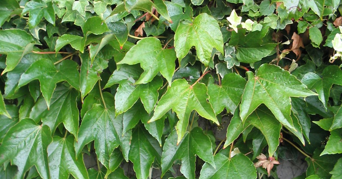 Parthenocissus tricuspidata - Oosterse wingerd, Japanse wilde wingerd ...