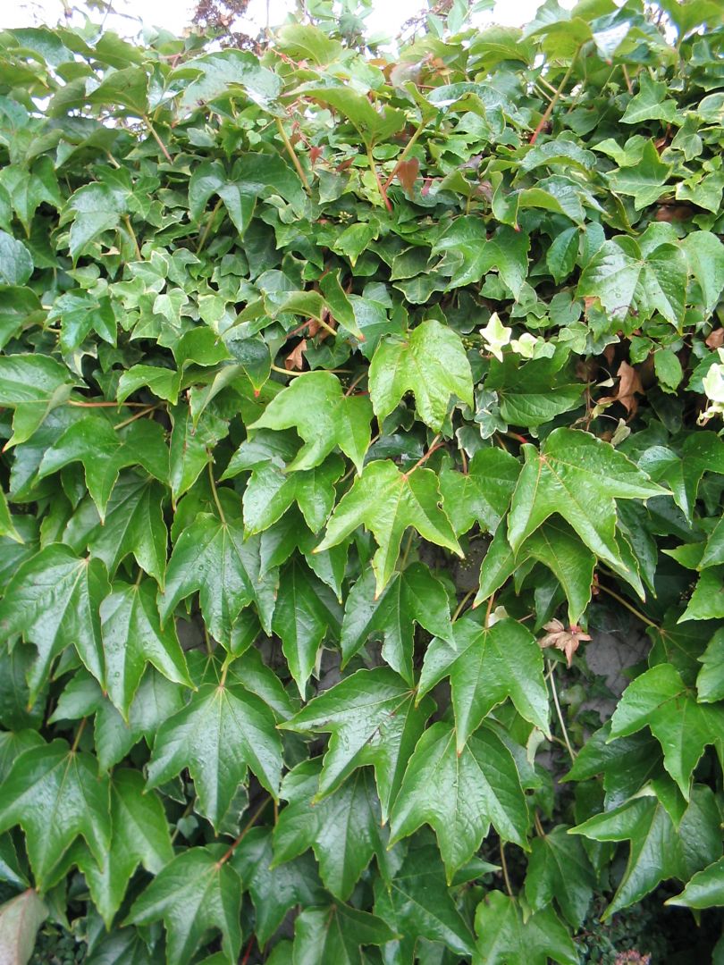 Parthenocissus tricuspidata - Oosterse wingerd, Japanse wilde wingerd ...