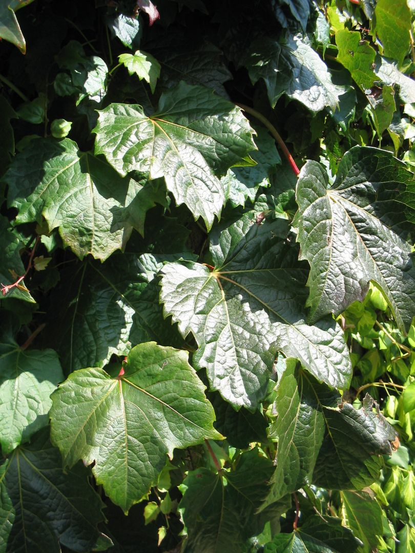 Parthenocissus tricuspidata 'Purpurea' - Wilde wingerd | De Tuinen van ...