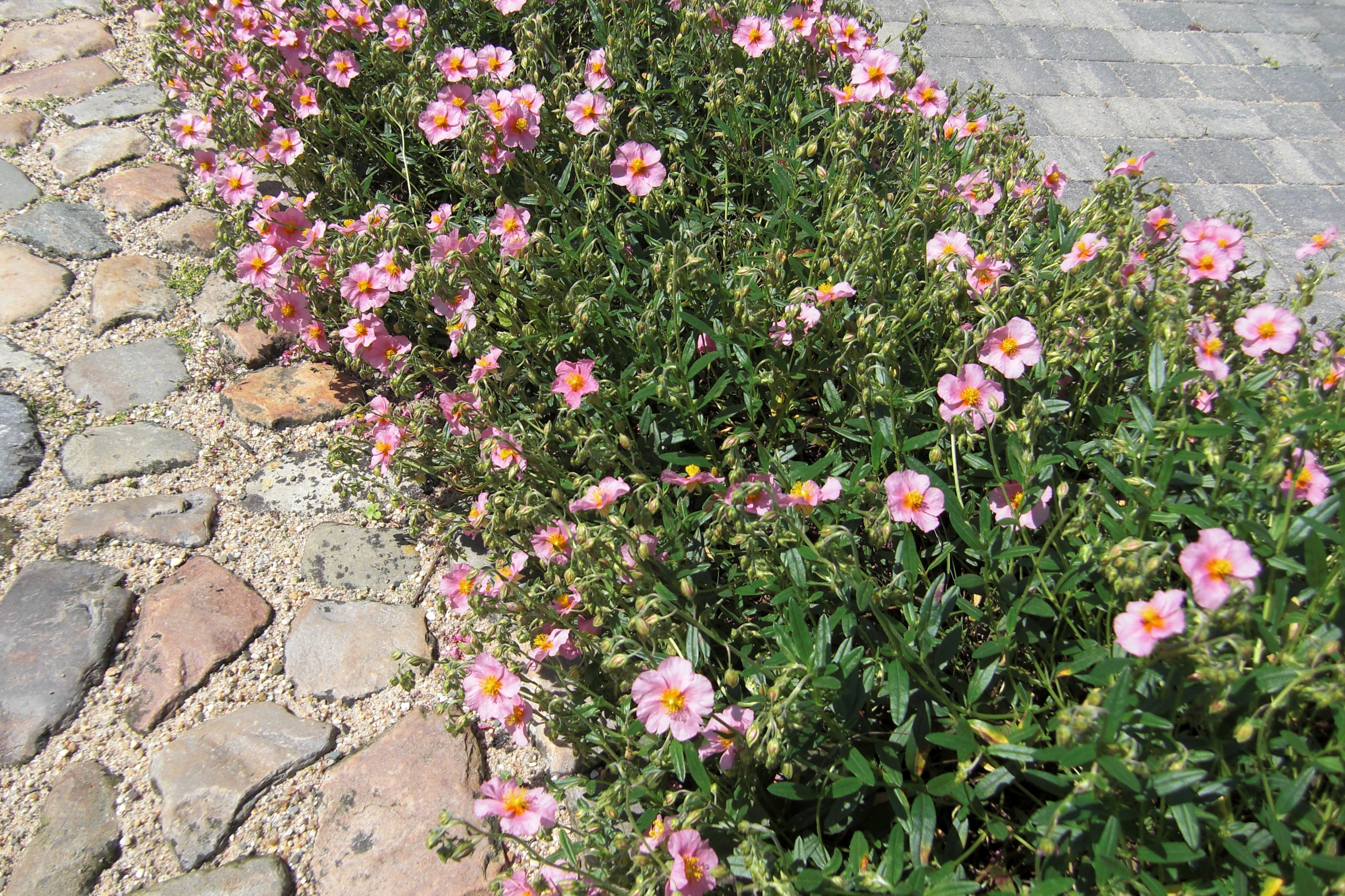 Helianthemum 'Lawrenson's Pink'- Zonneroosje - De Tuinen van Appeltern