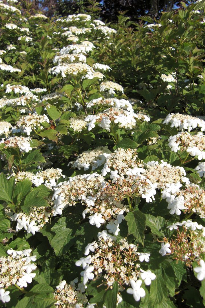 Viburnum opulus - Gelderse roos | De Tuinen van Appeltern