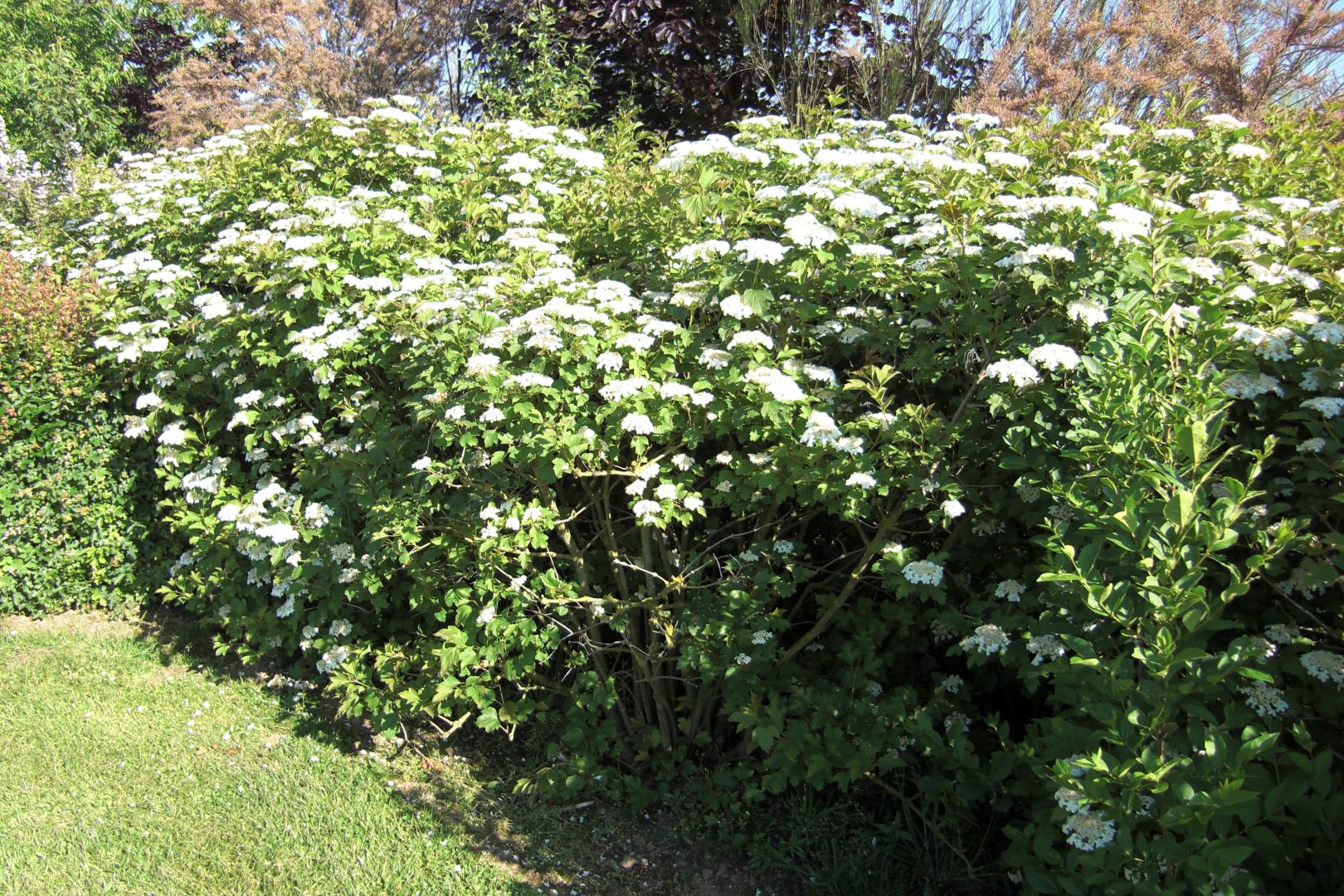 Viburnum opulus - Gelderse roos | De Tuinen van Appeltern