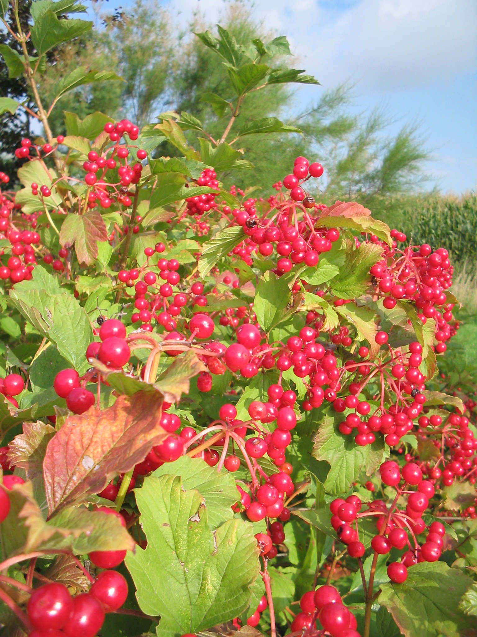 Viburnum opulus - Gelderse roos - De Tuinen van Appeltern