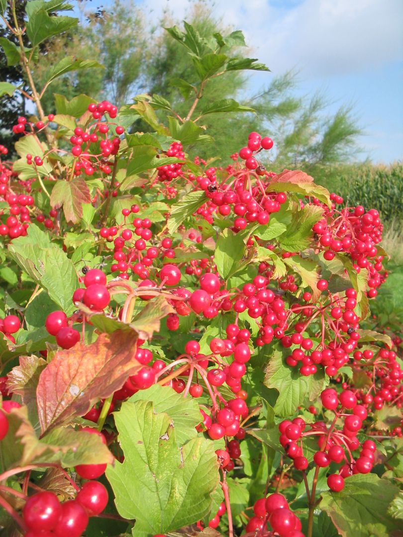 Viburnum opulus - Gelderse roos | De Tuinen van Appeltern