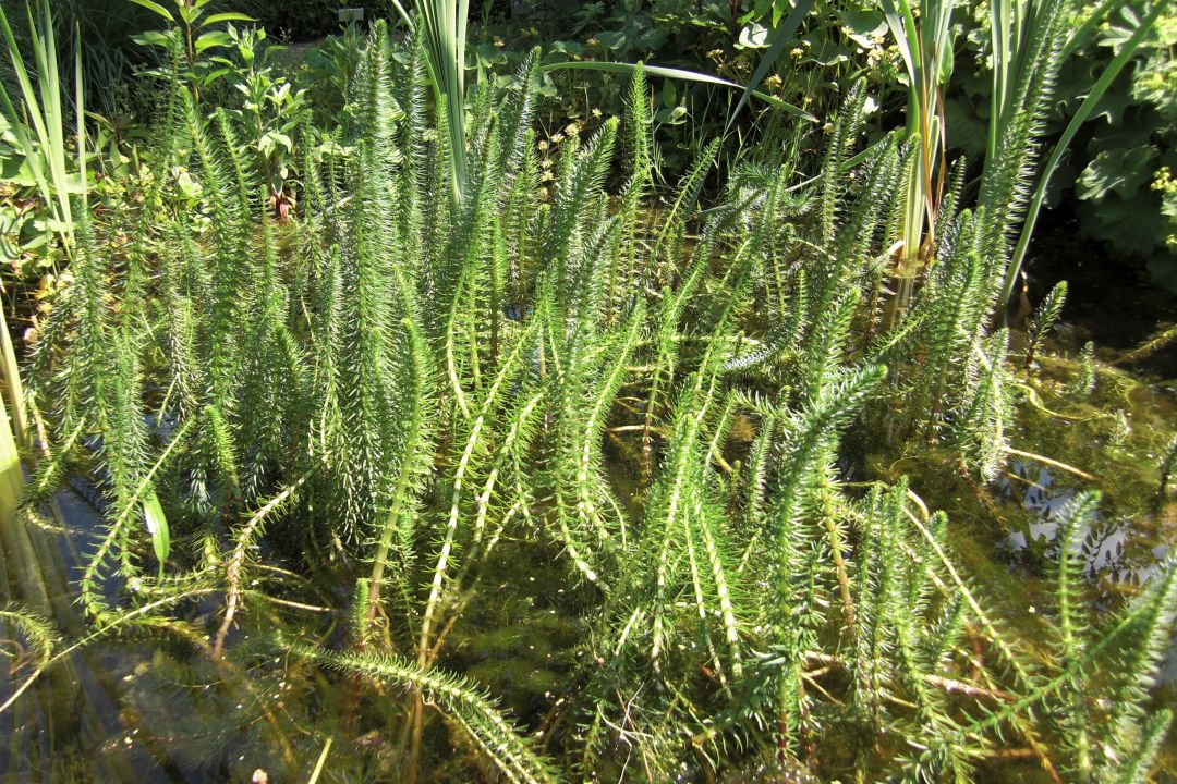 Hippuris vulgaris - Lidsteng | De Tuinen van Appeltern