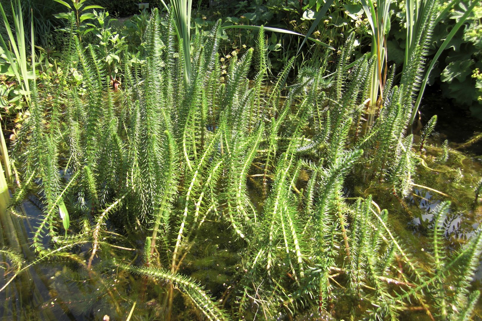 Hippuris vulgaris - Lidsteng | De Tuinen van Appeltern