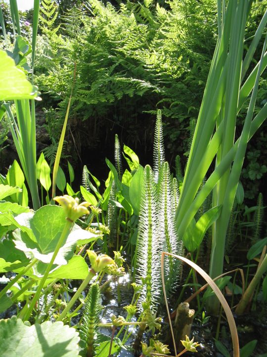 Hippuris vulgaris - Lidsteng | De Tuinen van Appeltern
