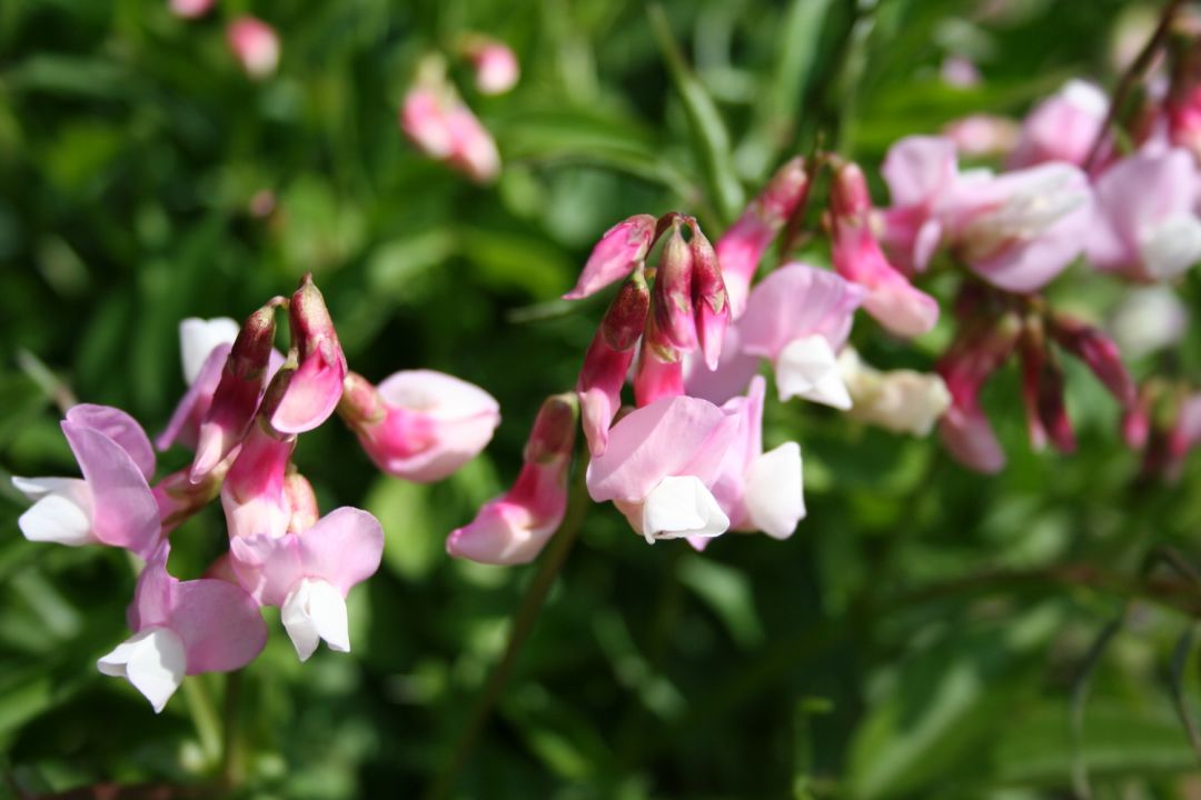 Lathyrus vernus 'Alboroseus' - Pronkerwt | De Tuinen van Appeltern