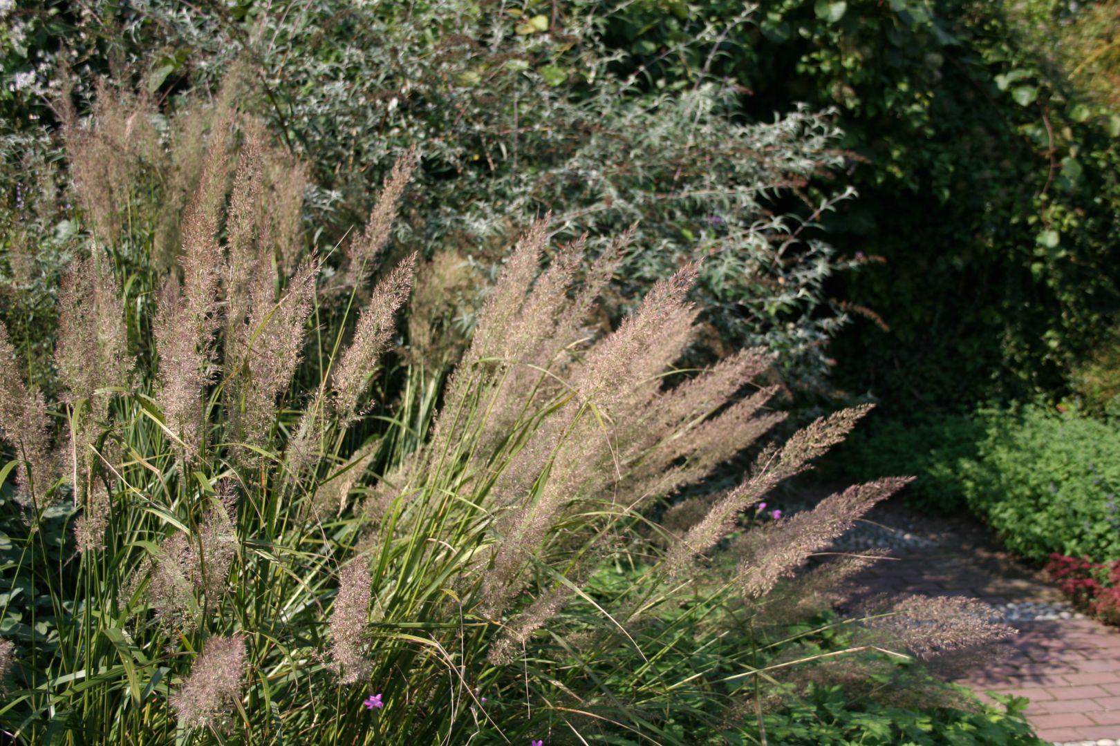 Calamagrostis brachytricha - Diamantgras | De Tuinen van Appeltern