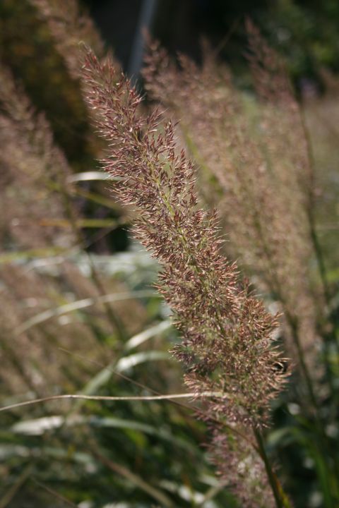 Calamagrostis brachytricha - Diamantgras | De Tuinen van Appeltern