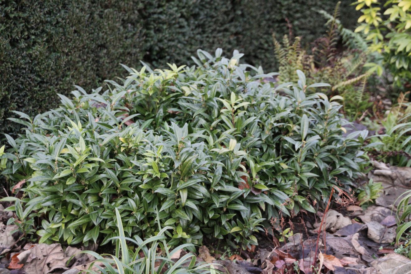 Sarcococca hookeriana humilis (Vleesbes) | De Tuinen van Appeltern