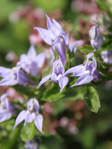 Lobelia siphilitica - Virginische lobelia | De Tuinen van Appeltern
