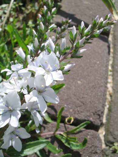 Veronica prostrata 'Alba' - Liggende ereprijs | De Tuinen van Appeltern
