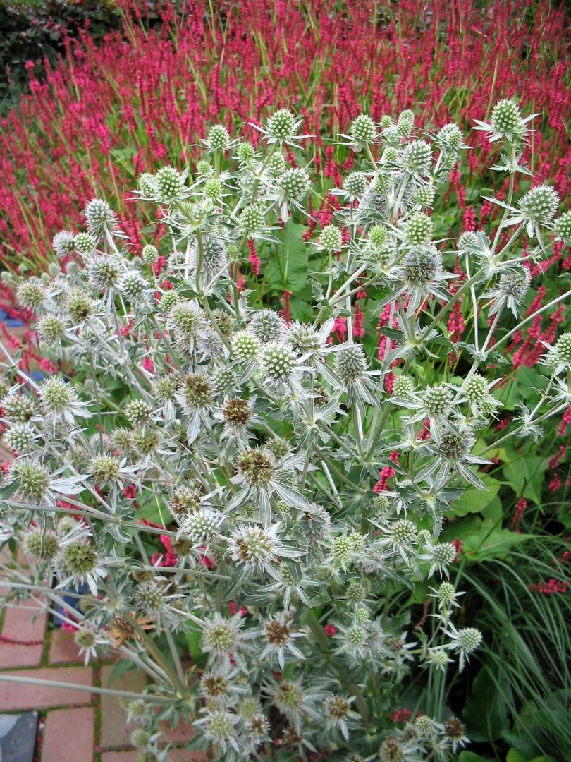 Eryngium planum 'Blauer Zwerg' - Blauwe distel, kruisdistel | De Tuinen ...