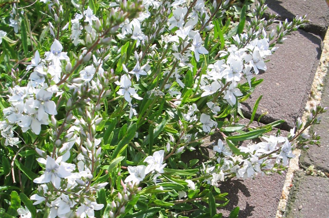 Veronica prostrata 'Alba' - Liggende ereprijs | De Tuinen van Appeltern