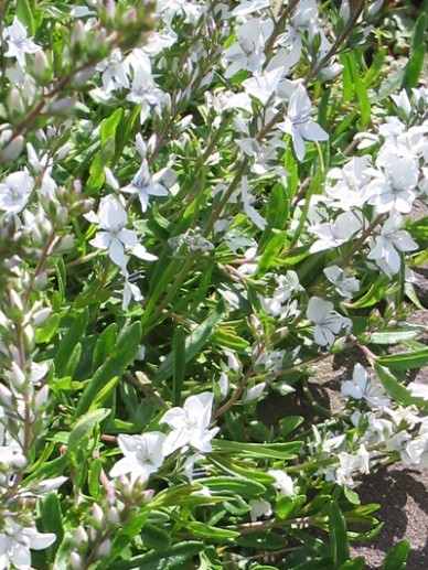 Veronica prostrata 'Alba' - Liggende ereprijs | De Tuinen van Appeltern