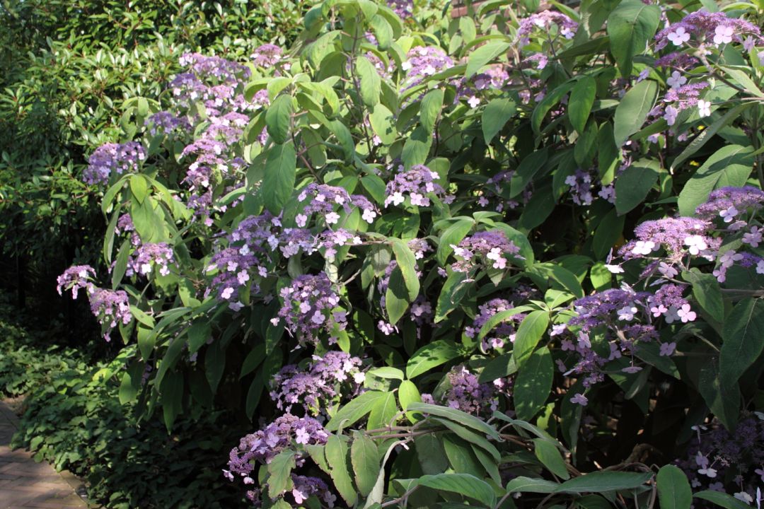 Hydrangea involucrata - Hortensia | De Tuinen van Appeltern