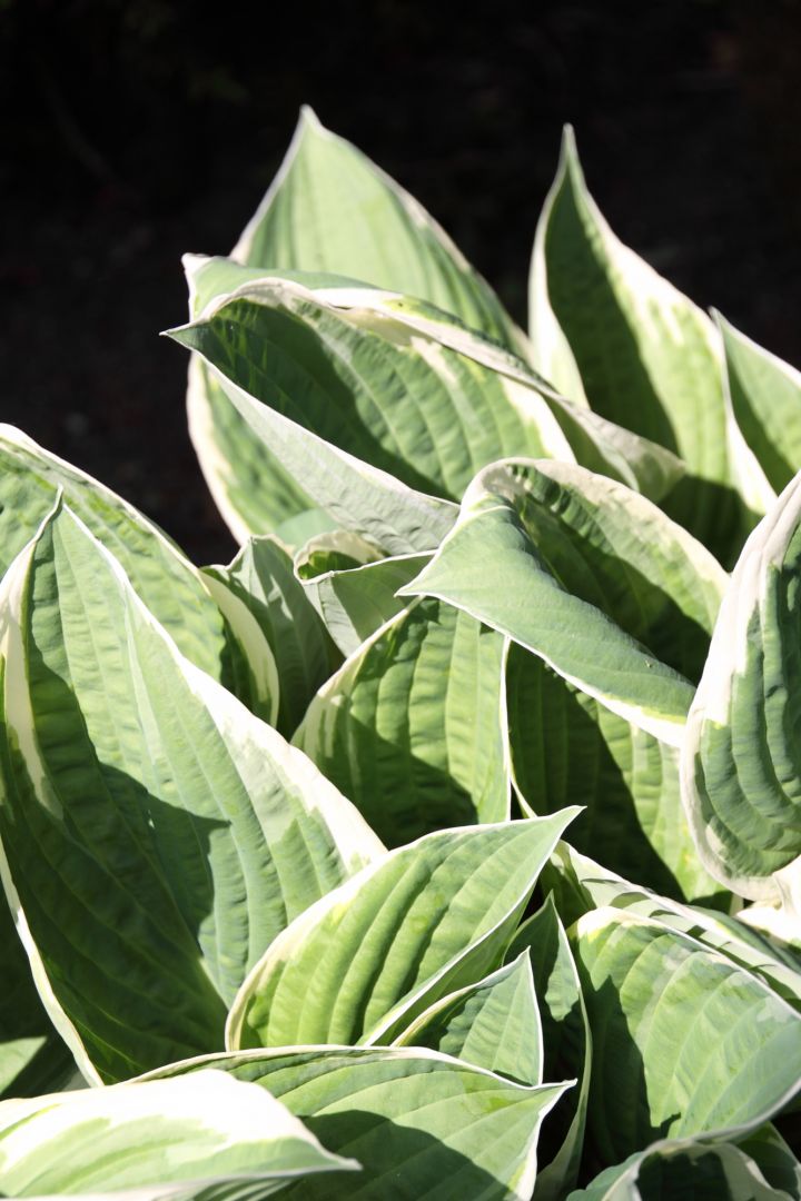 Hosta 'Francee' - Hartlelie | De Tuinen van Appeltern
