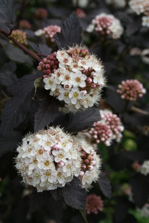 Physocarpus opulifolius 'Diabolo' - Blaasspirea | De Tuinen van Appeltern