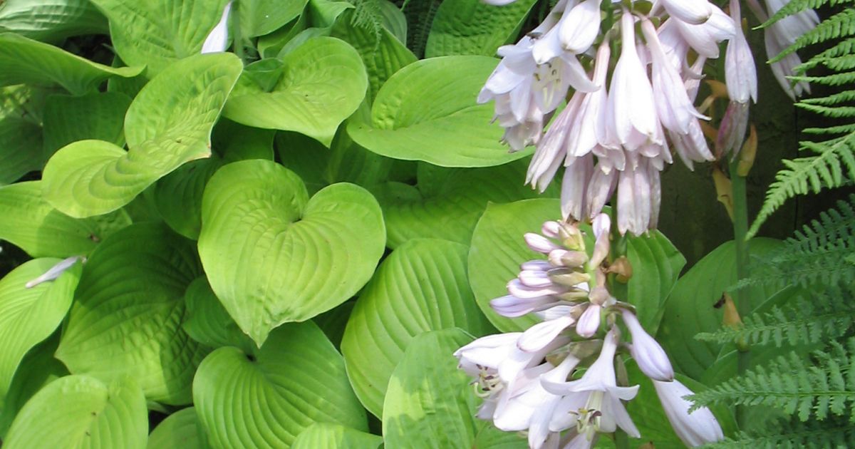 Hosta 'Zounds' - Hartlelie | De Tuinen van Appeltern