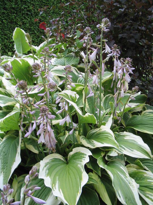 Hosta 'Moerheim' - Hartlelie | De Tuinen van Appeltern