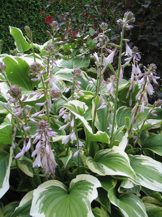 Hosta 'Moerheim' - Hartlelie | De Tuinen van Appeltern