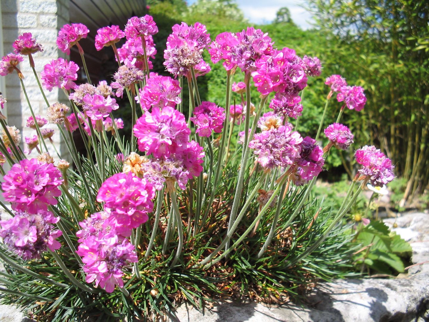 Armeria maritima - Engels gras, strandkruid | De Tuinen van Appeltern