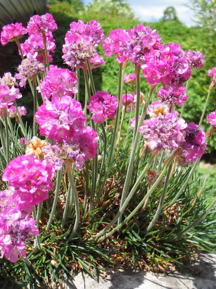 Armeria maritima - Engels gras, strandkruid | De Tuinen van Appeltern