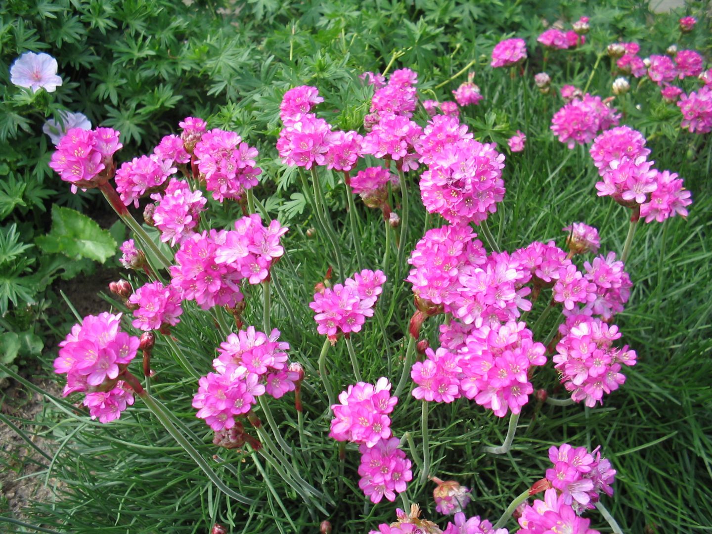 Armeria maritima - Engels gras, strandkruid | De Tuinen van Appeltern