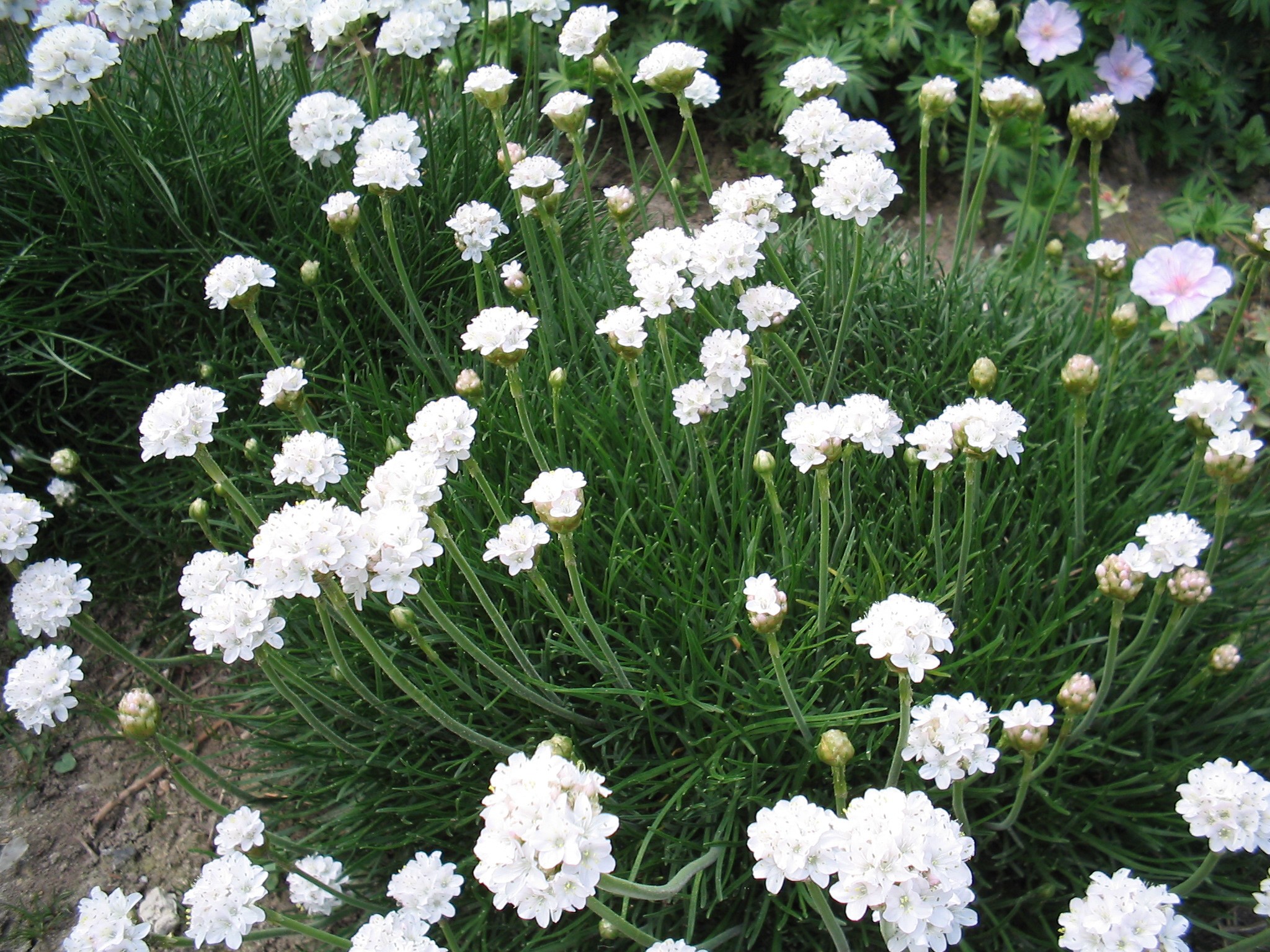 Armeria maritima - Engels gras, strandkruid - De Tuinen van Appeltern