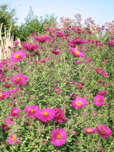 Aster novae-angliae 'Septemberrubin' - Herfstaster | De Tuinen van ...
