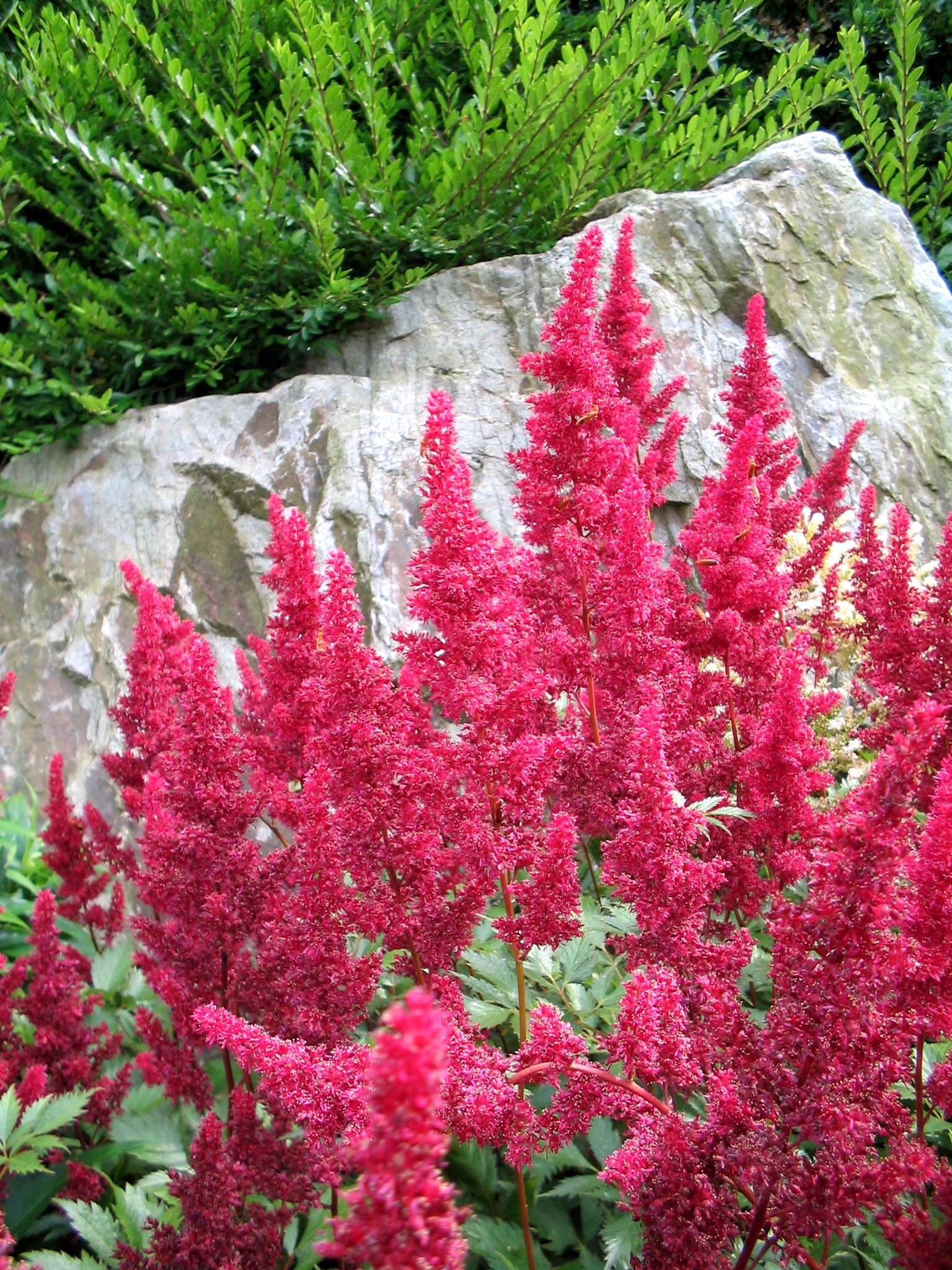 Astilbe Fanal Pluimspirea Prachtspirea De Tuinen Van Appeltern