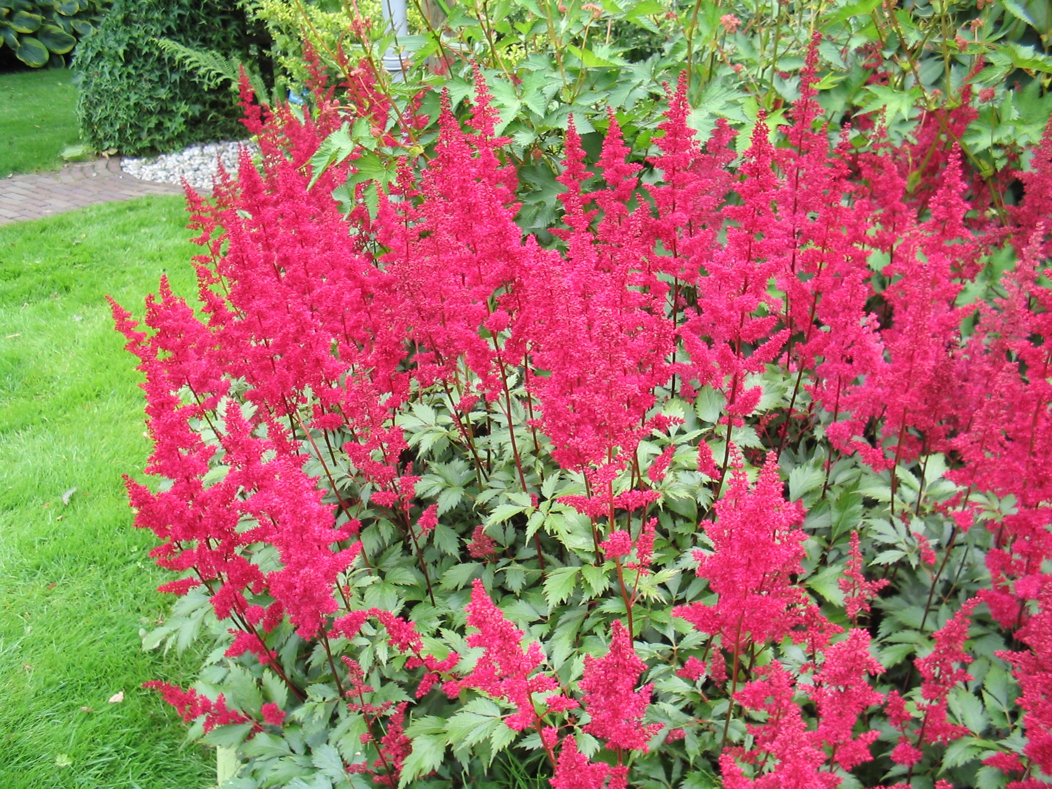 Astilbe 'Montgomery' - Pluimspirea, prachtspirea - De Tuinen van Appeltern