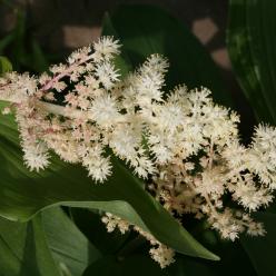 Smilacina racemosa - Valse salomonszegel | De Tuinen van Appeltern