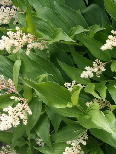 Smilacina racemosa - Valse salomonszegel | De Tuinen van Appeltern