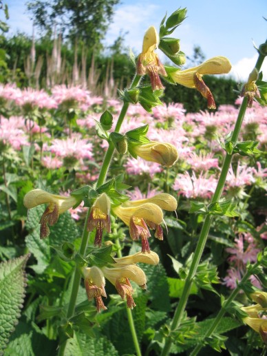 Salvia 'Amber' - Salie | De Tuinen van Appeltern