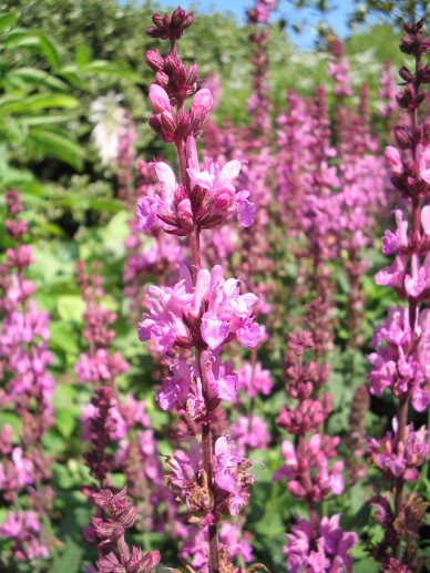 Salvia x superba 'Merleau Rose' - Siersalie | De Tuinen van Appeltern