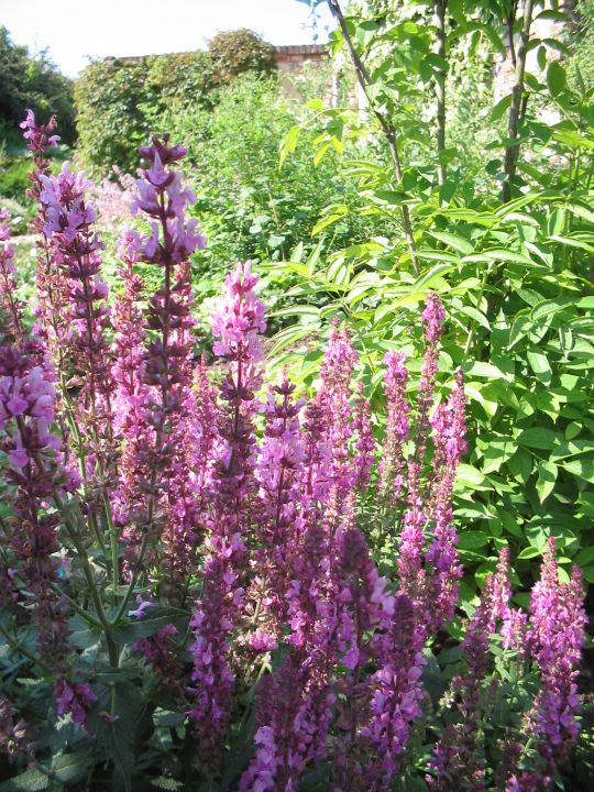 Salvia x superba 'Merleau Rose' - Siersalie | De Tuinen van Appeltern