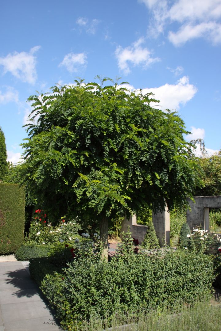 Robinia pseudoacacia 'Umbraculifera' - Bolacacia | De Tuinen van Appeltern