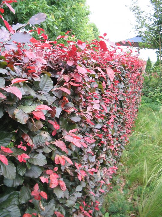 Fagus sylvatica 'Atropunicea' - Bruine beuk | De Tuinen van Appeltern
